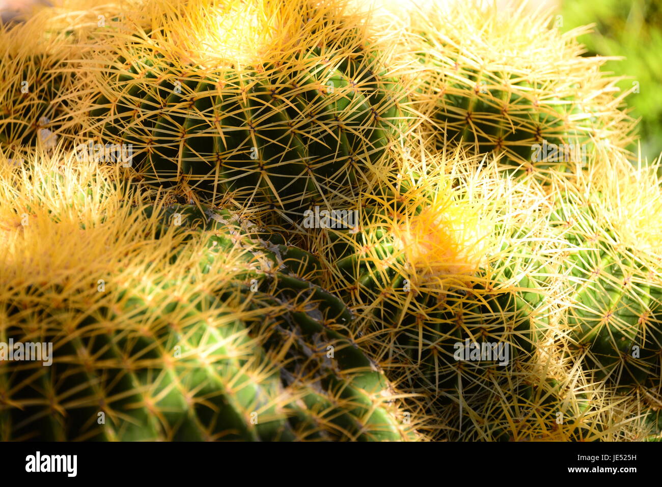 cactus - spain Stock Photo - Alamy
