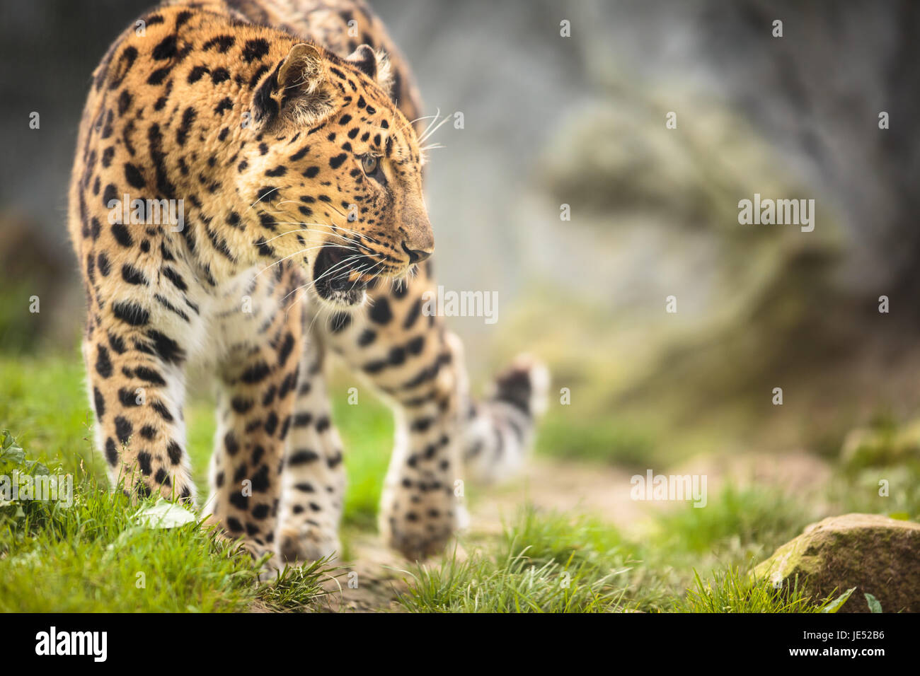 Amur leopard tail hi-res stock photography and images - Alamy Amur leopard tail hi-res stock photography and images - Alamy