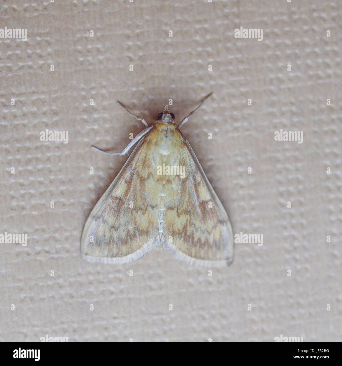 Moth butterfly insect in the order of Lepidoptera Stock Photo - Alamy