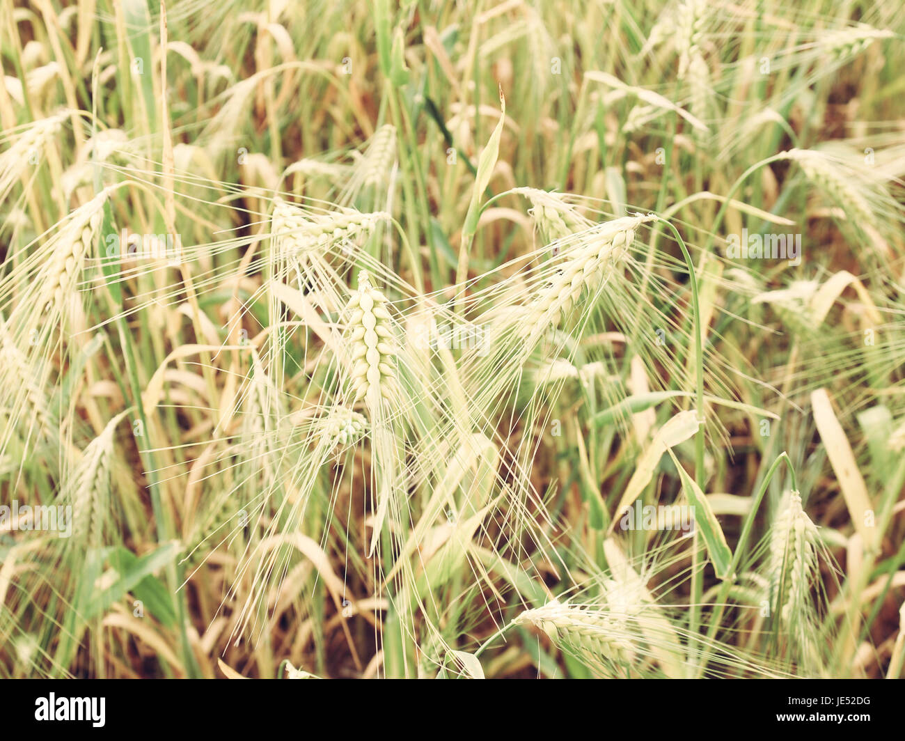 Vintage looking A barley corn field in Germany Europe Stock Photo - Alamy