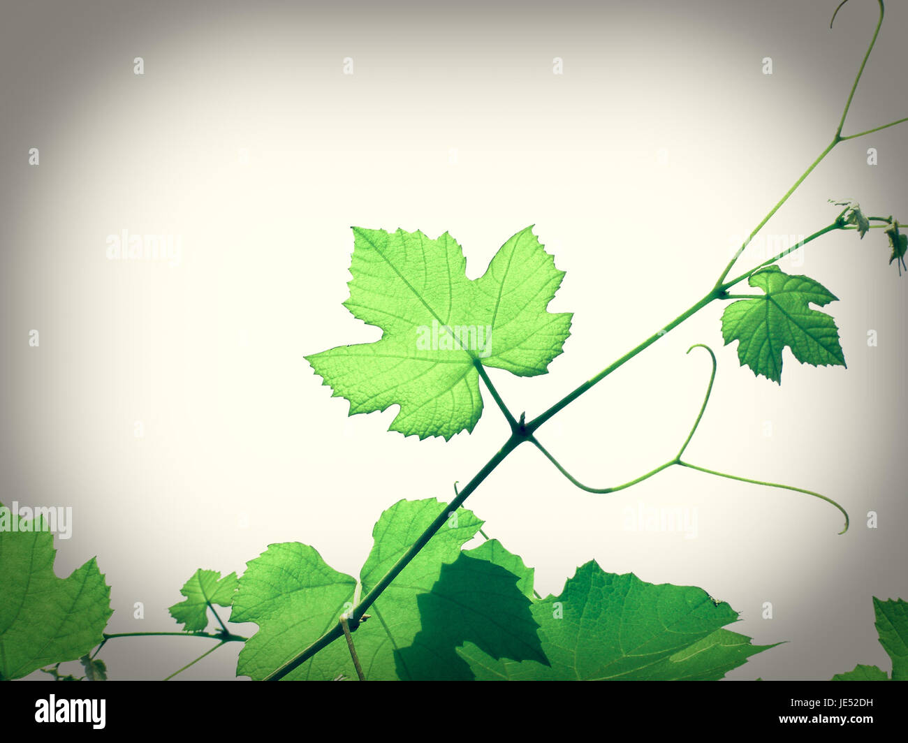 Vintage looking Green vine vitis grapevine leaves isolated over white ...