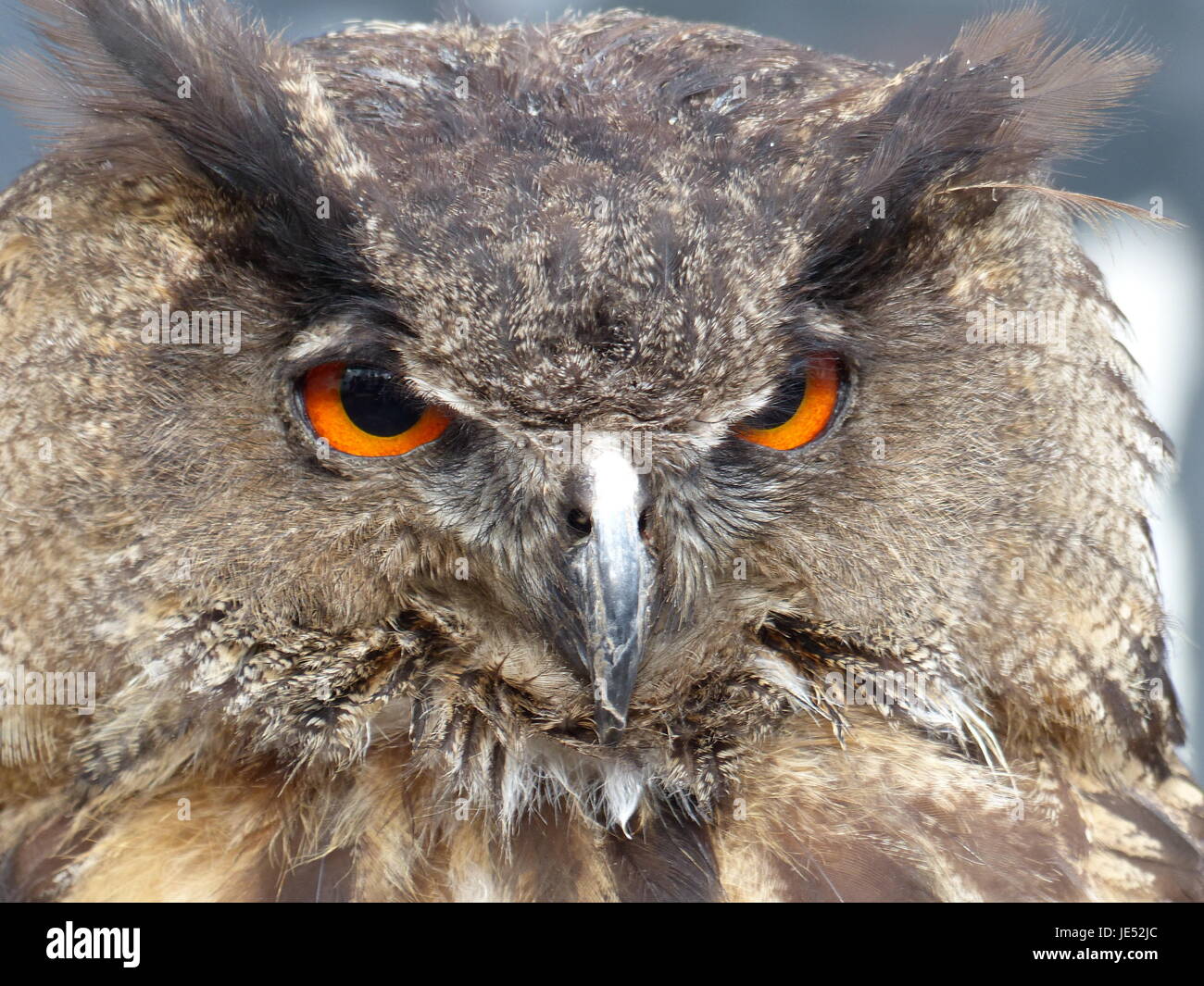 Fauna animals hi-res stock photography and images - Alamy