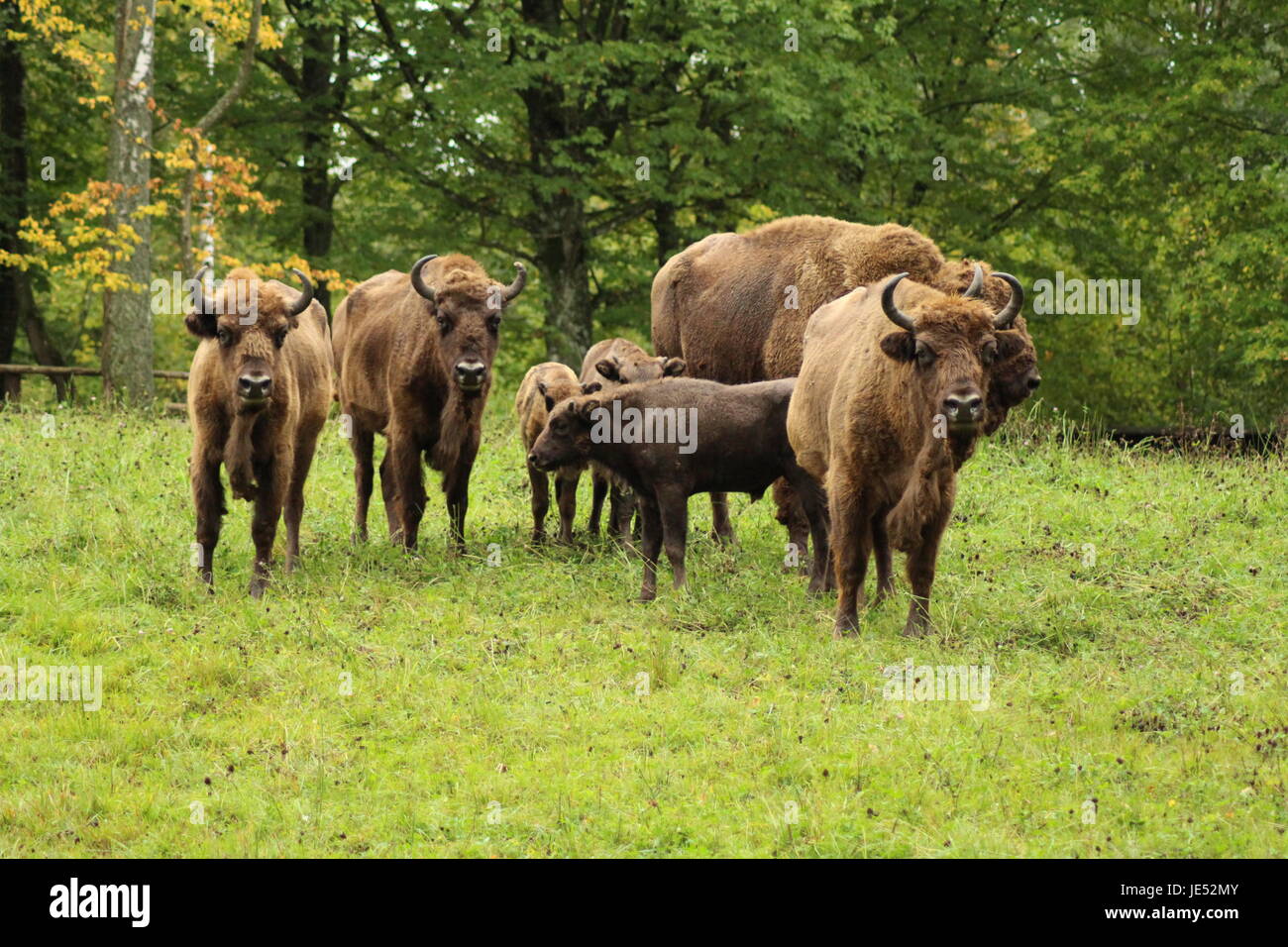 Wisente 2014 hi-res stock photography and images - Alamy