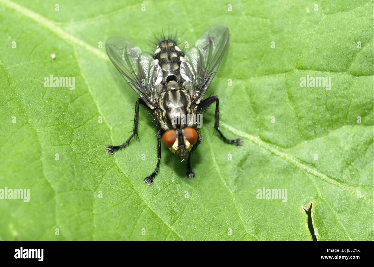 gray flesh fly Stock Photo - Alamy