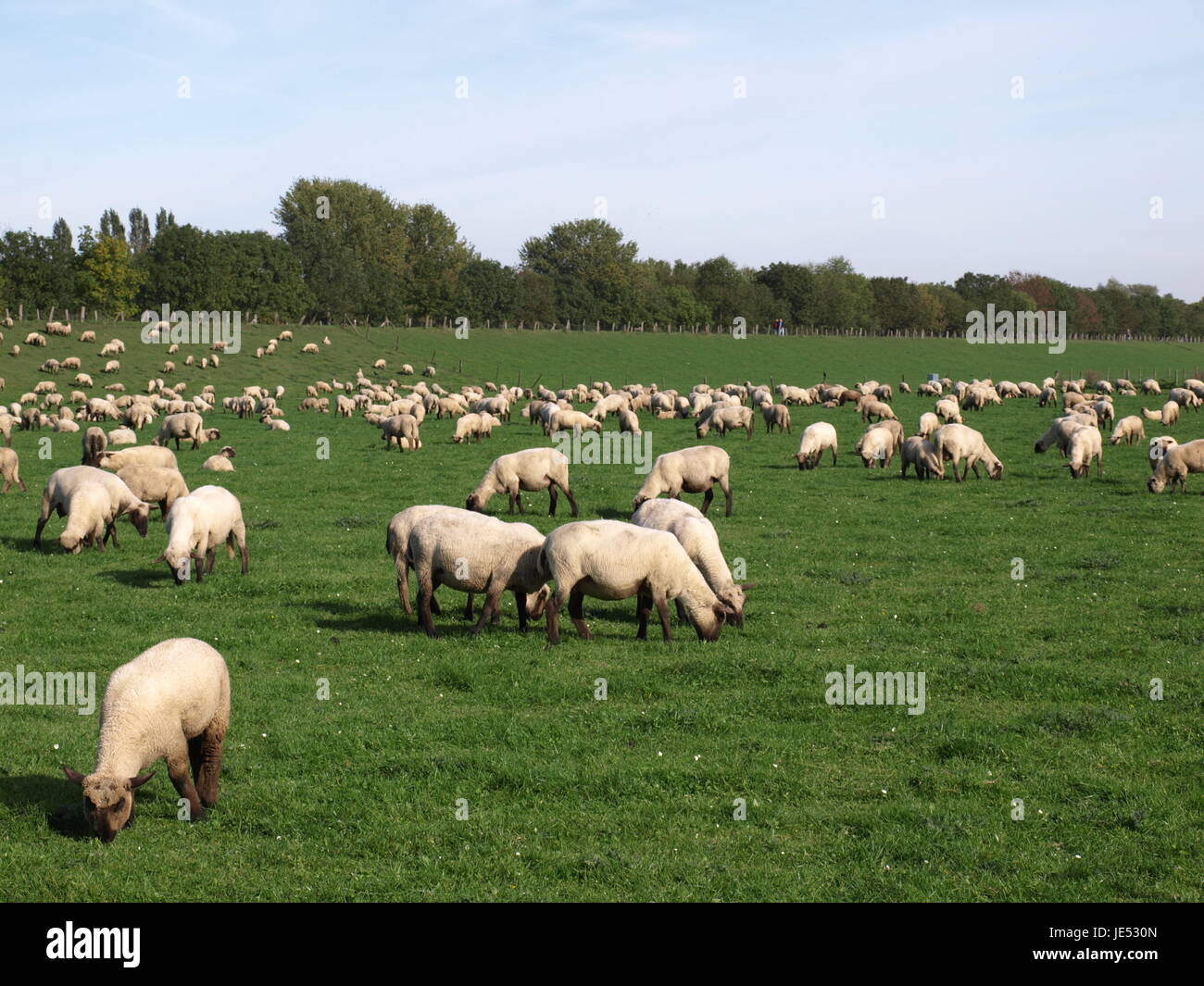 sheep Stock Photo - Alamy