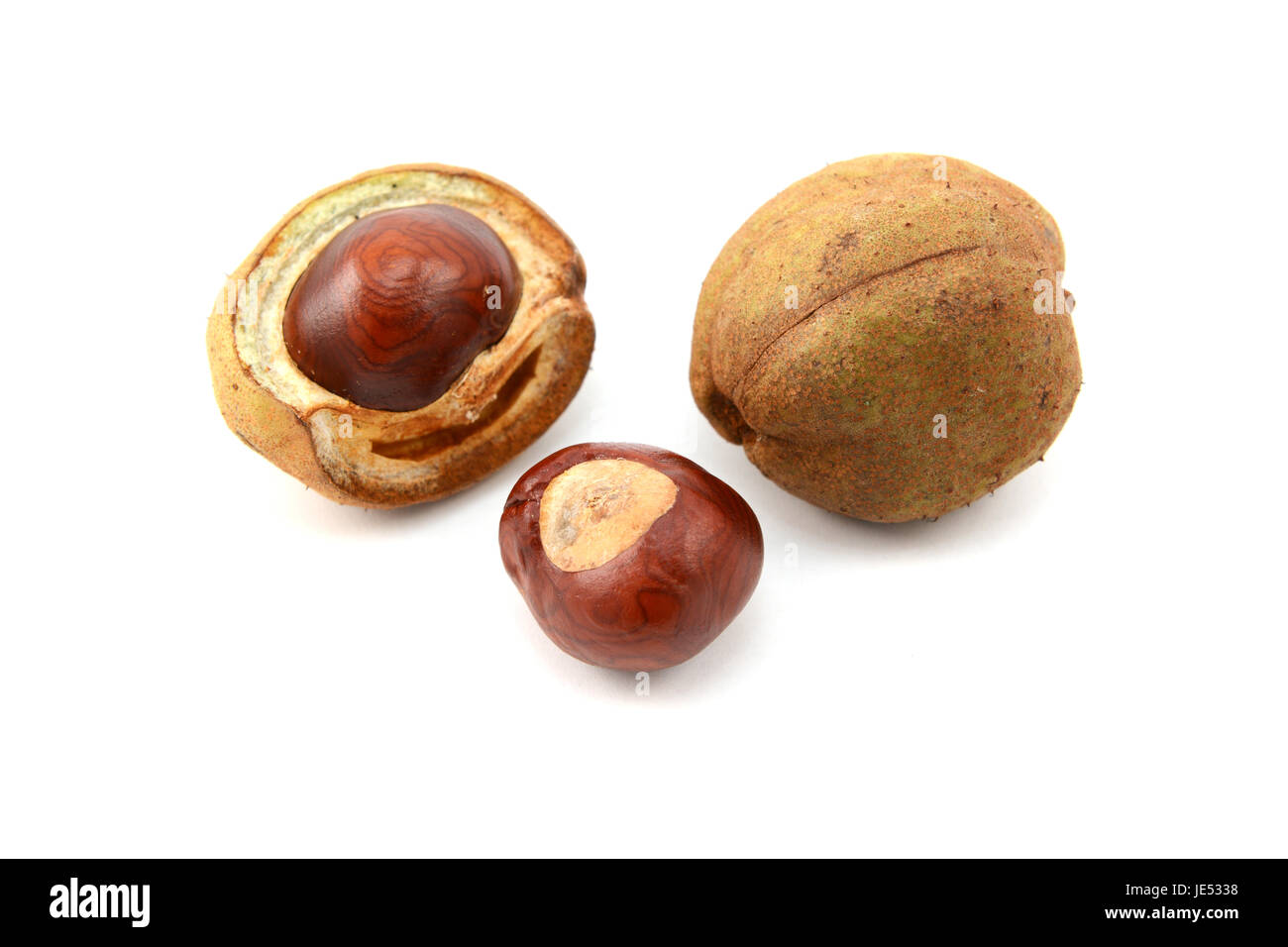 Unopened conker hi-res stock photography and images - Alamy
