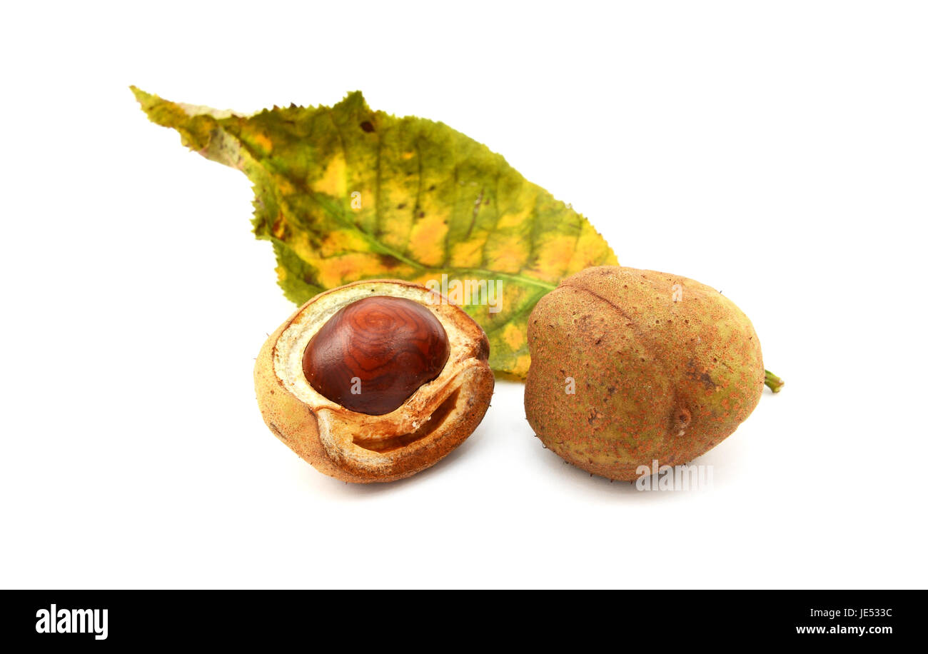 Red horse chestnut tree leaf and conker cases and seed, isolated on a ...