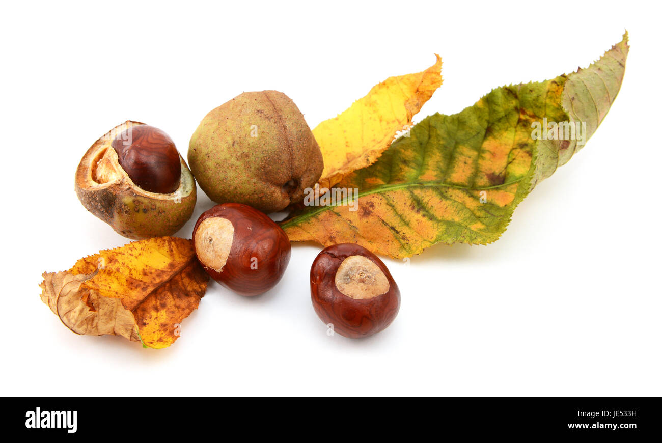 Yellow and green fall foliage from a red horse chestnut with conkers ...