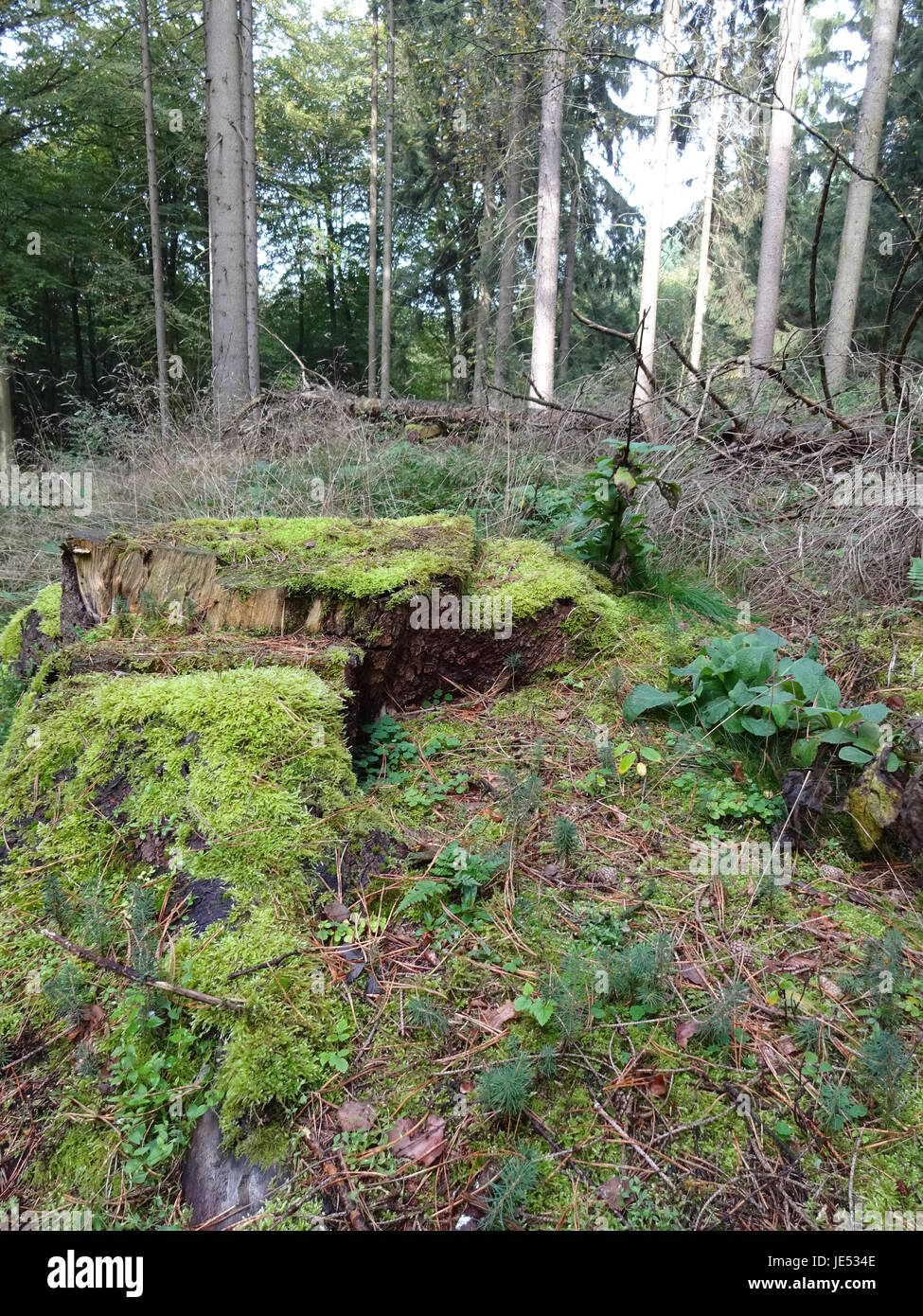 Unterholz hi-res stock photography and images - Alamy