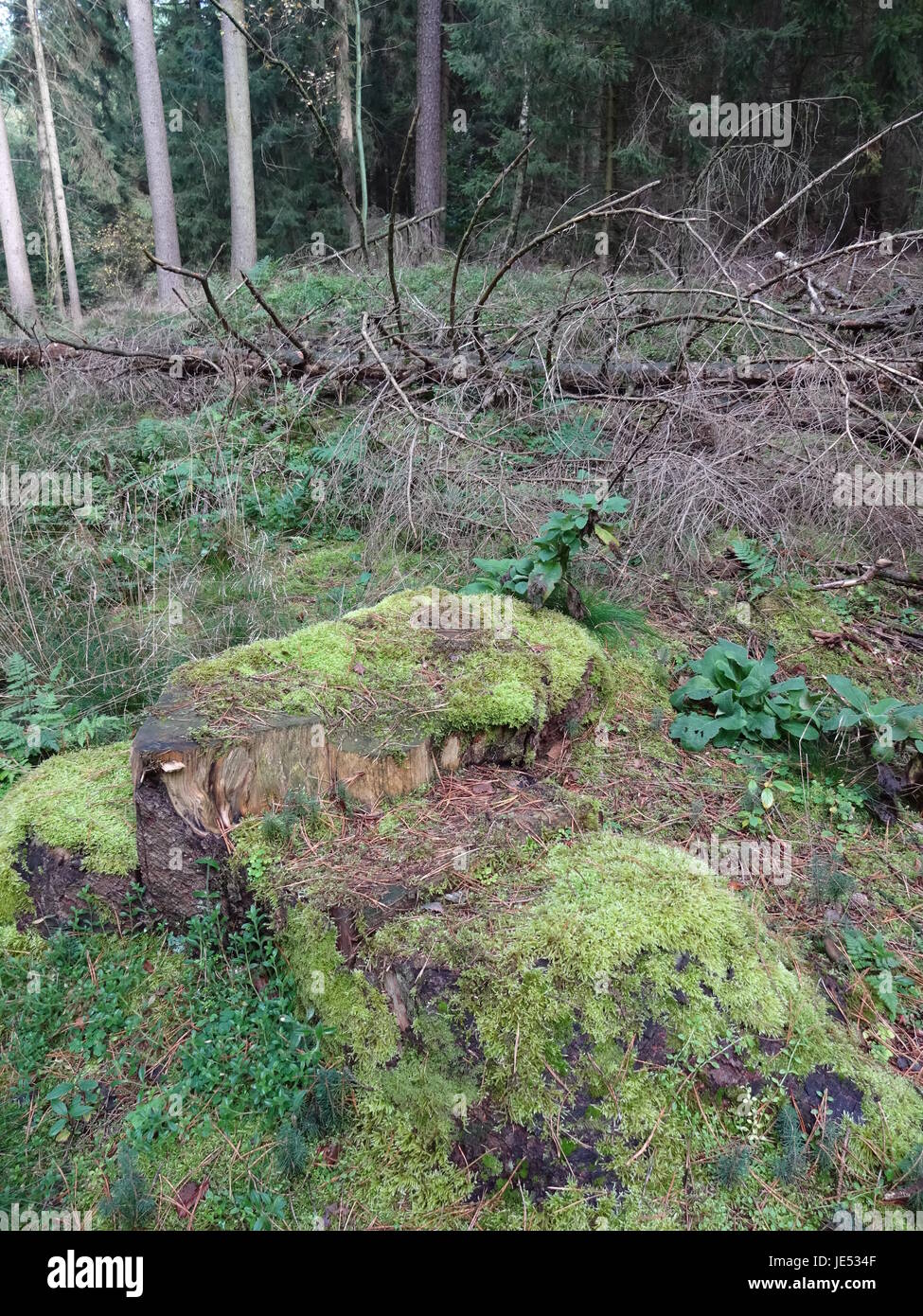 Unterholz hi-res stock photography and images - Alamy