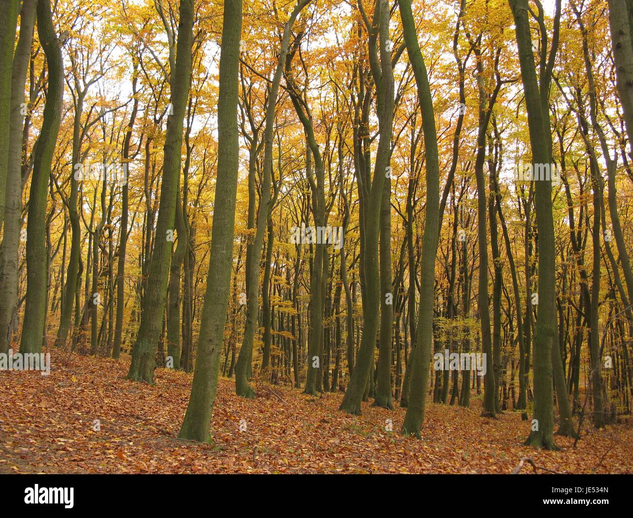 Waldlandschaft hi-res stock photography and images - Alamy