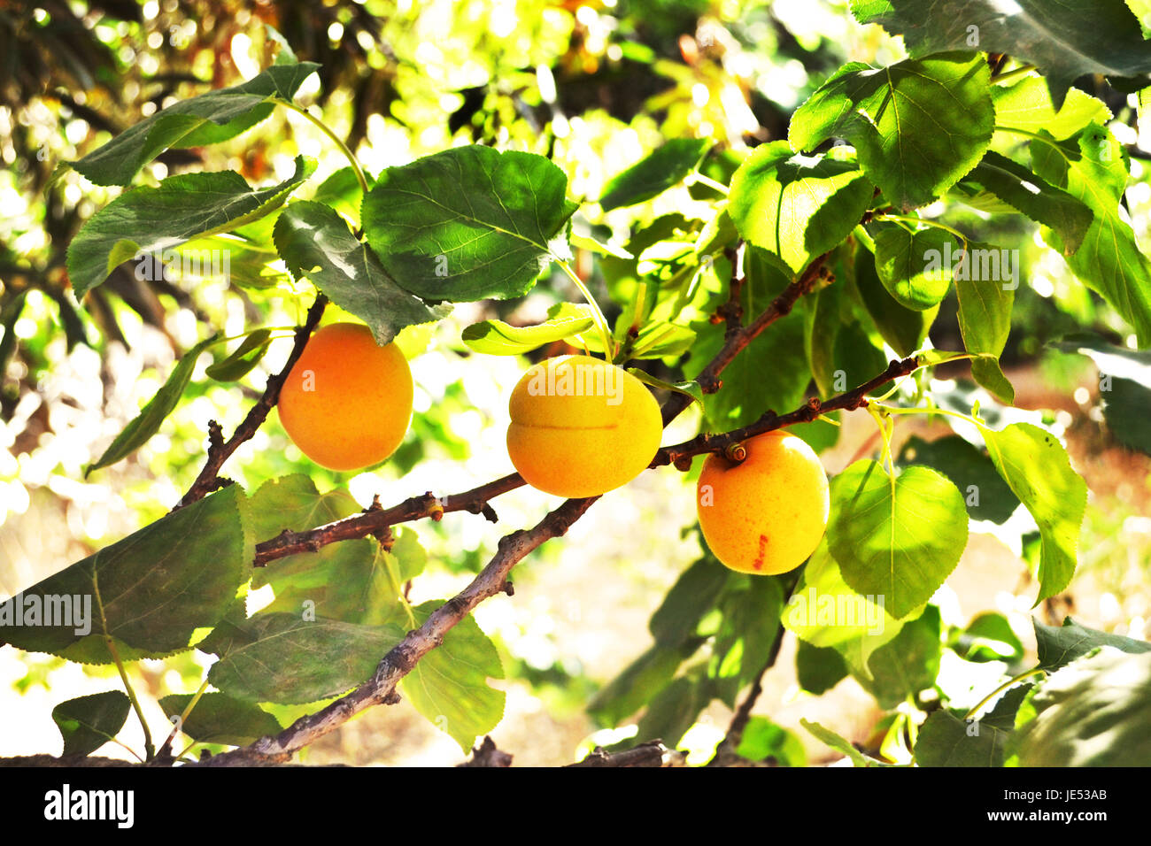 Nice yummy fresh apricots green hi-res stock photography and images - Alamy