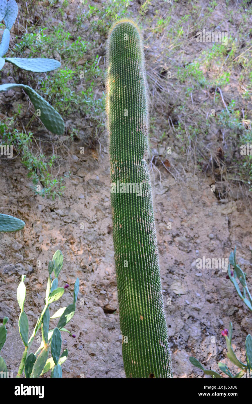 cactus in spain Stock Photo - Alamy