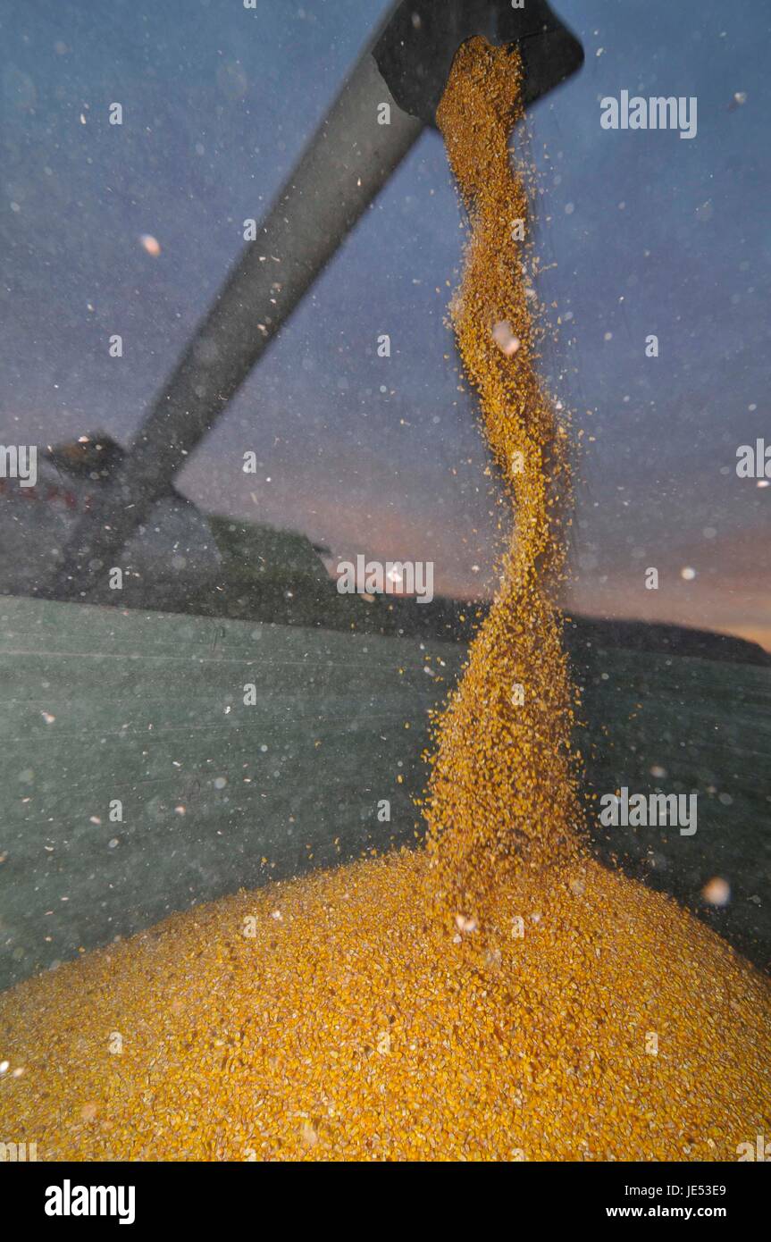 Mais ernten hi-res stock photography and images - Alamy