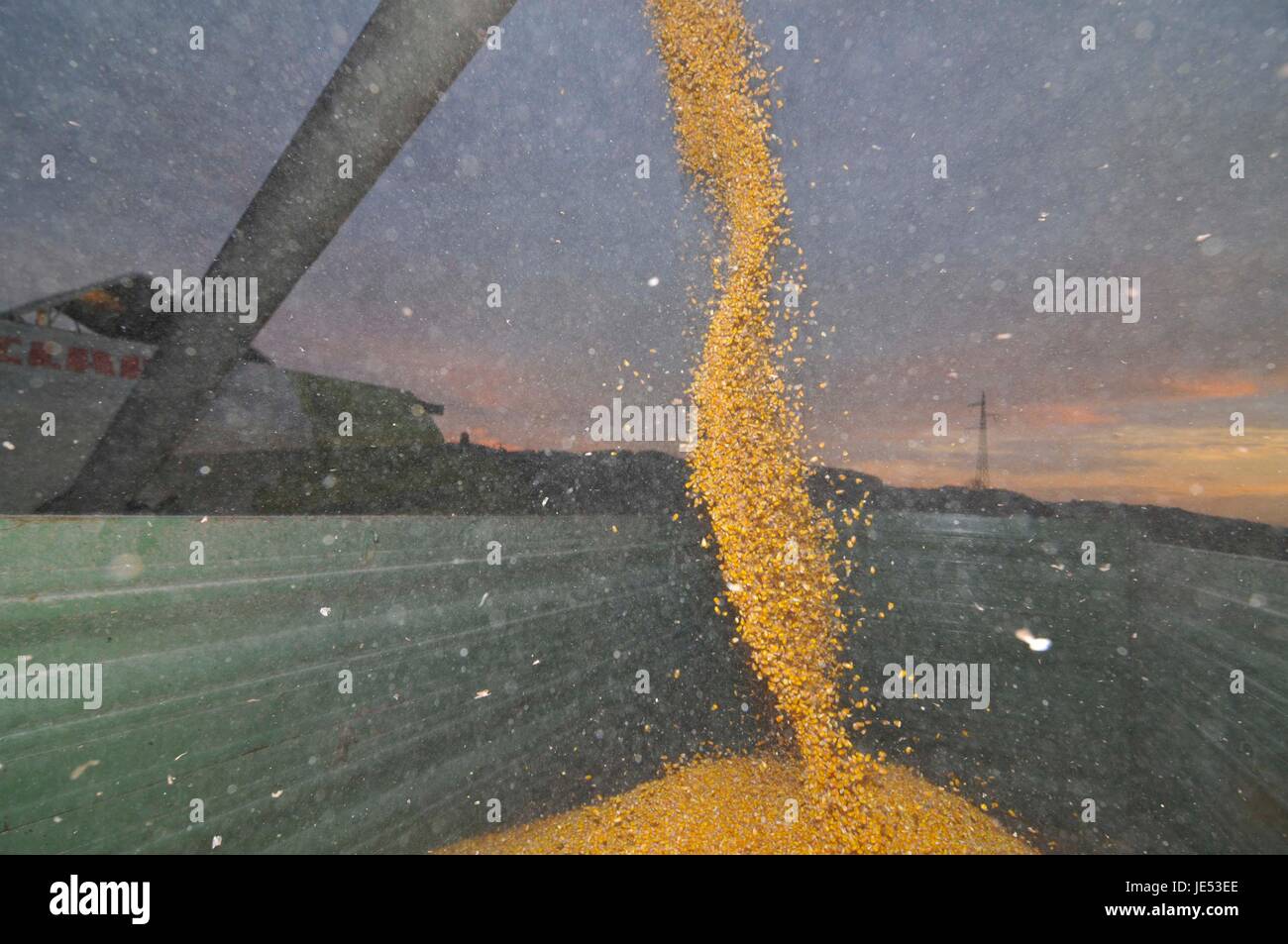 Getreide ernten hi-res stock photography and images - Alamy