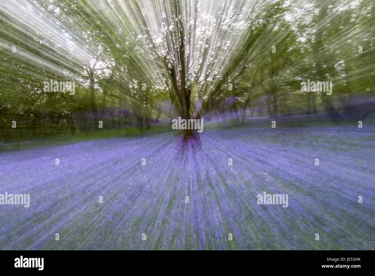 Bluebell star burst Stock Photo - Alamy