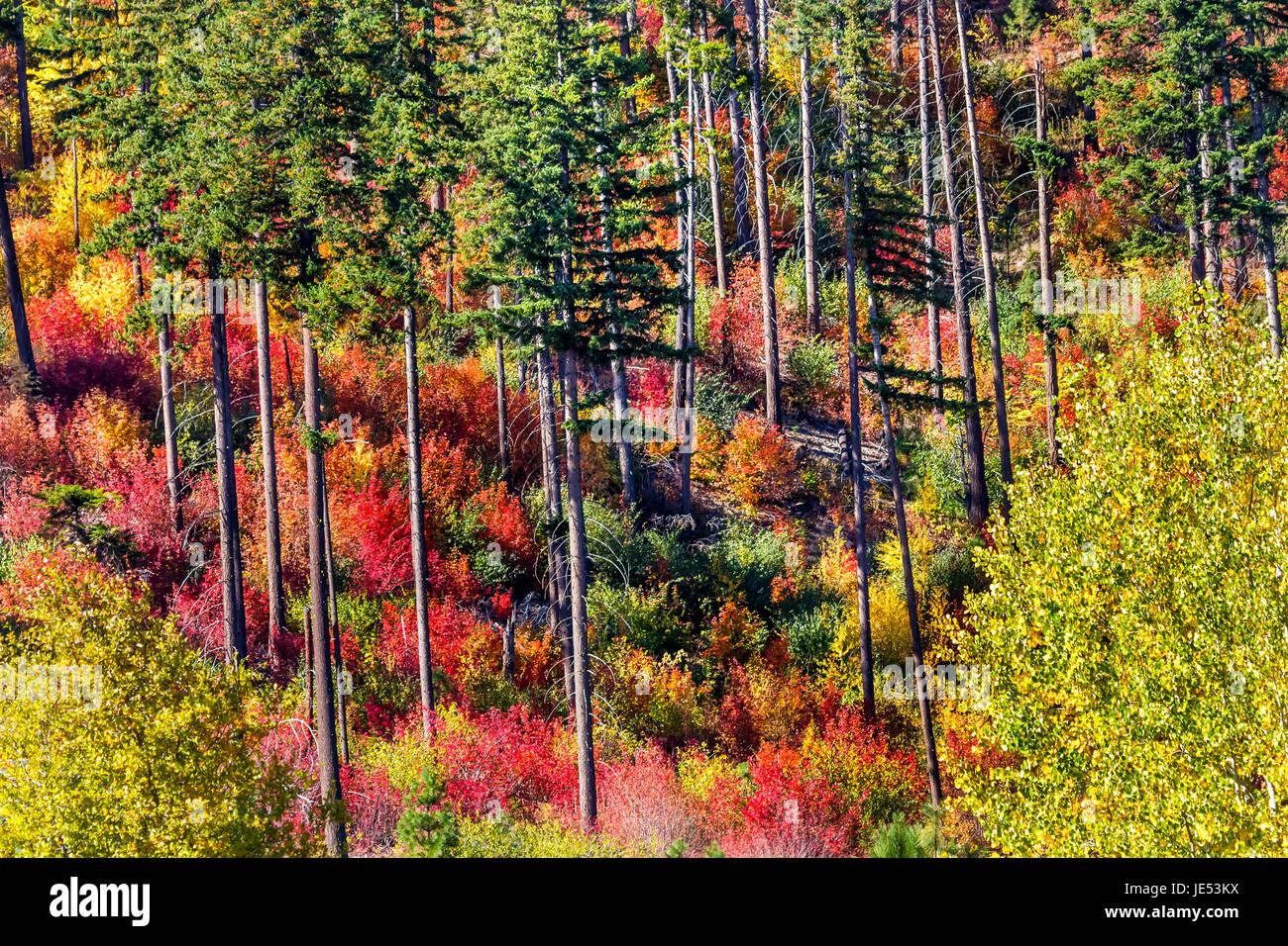 Fall Colors Mountain Sides Forest Stevens Pass Leavenworth Washington ...