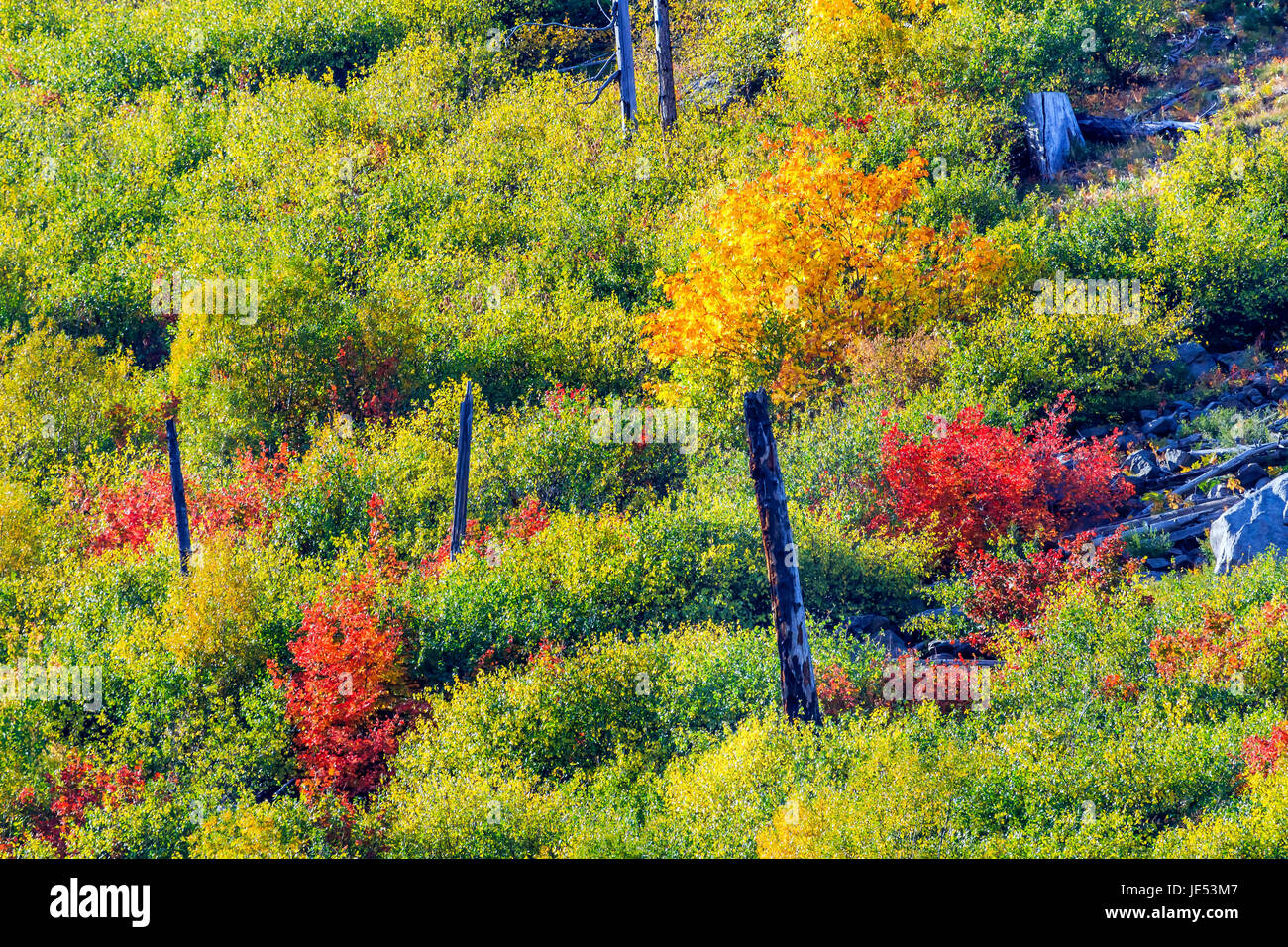 Fall Colors Mountain Sides Forest Stevens Pass Leavenworth Washington ...