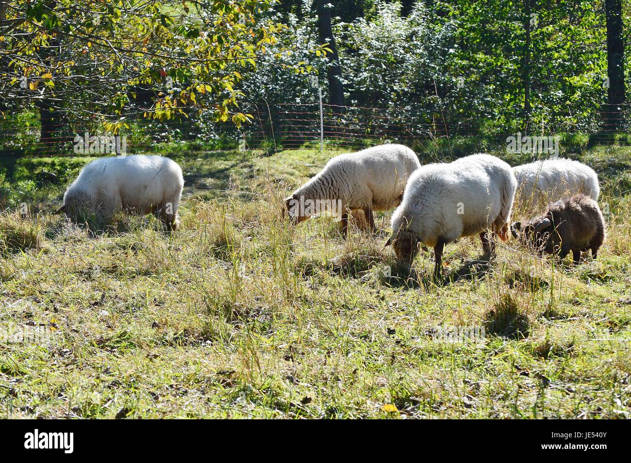 Ouessantschaf hi-res stock photography and images - Alamy