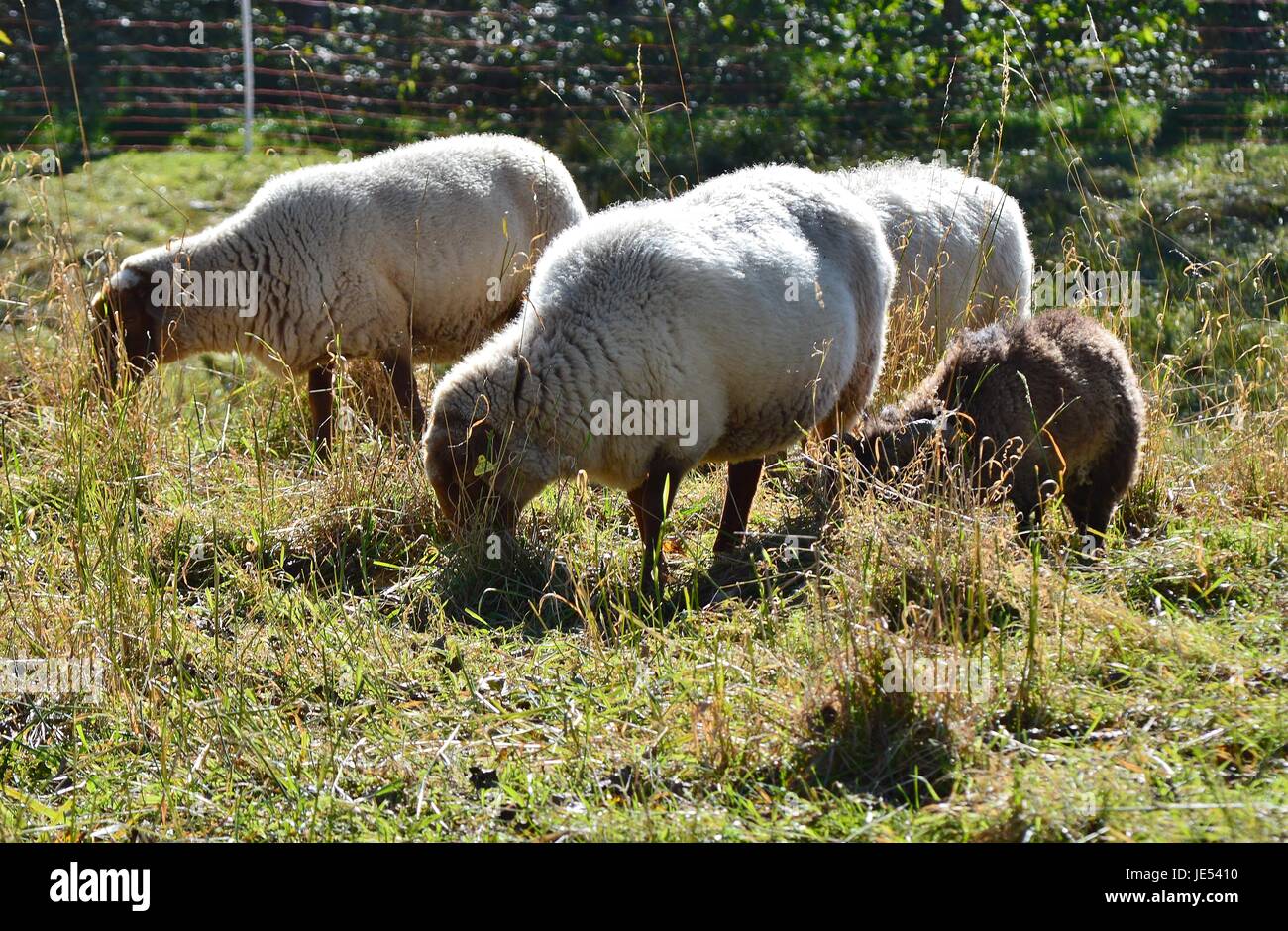 Ouessantschaf hi-res stock photography and images - Alamy