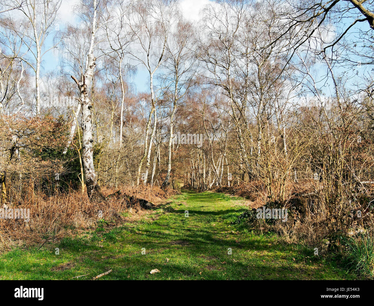 A wide grass pathway runs between rows of tall, spindly Silver Birch ...