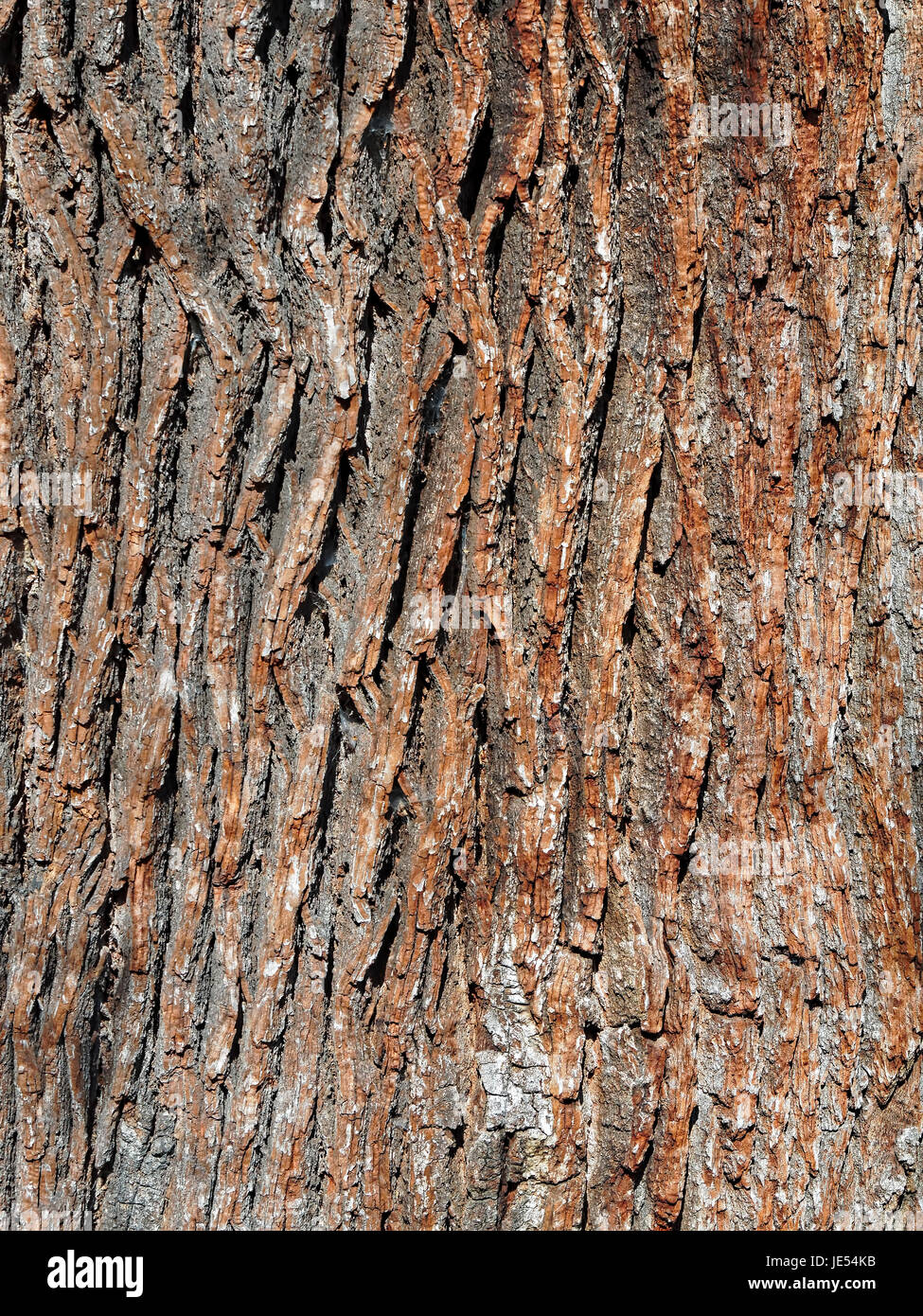 Mature ash hi-res stock photography and images - Alamy