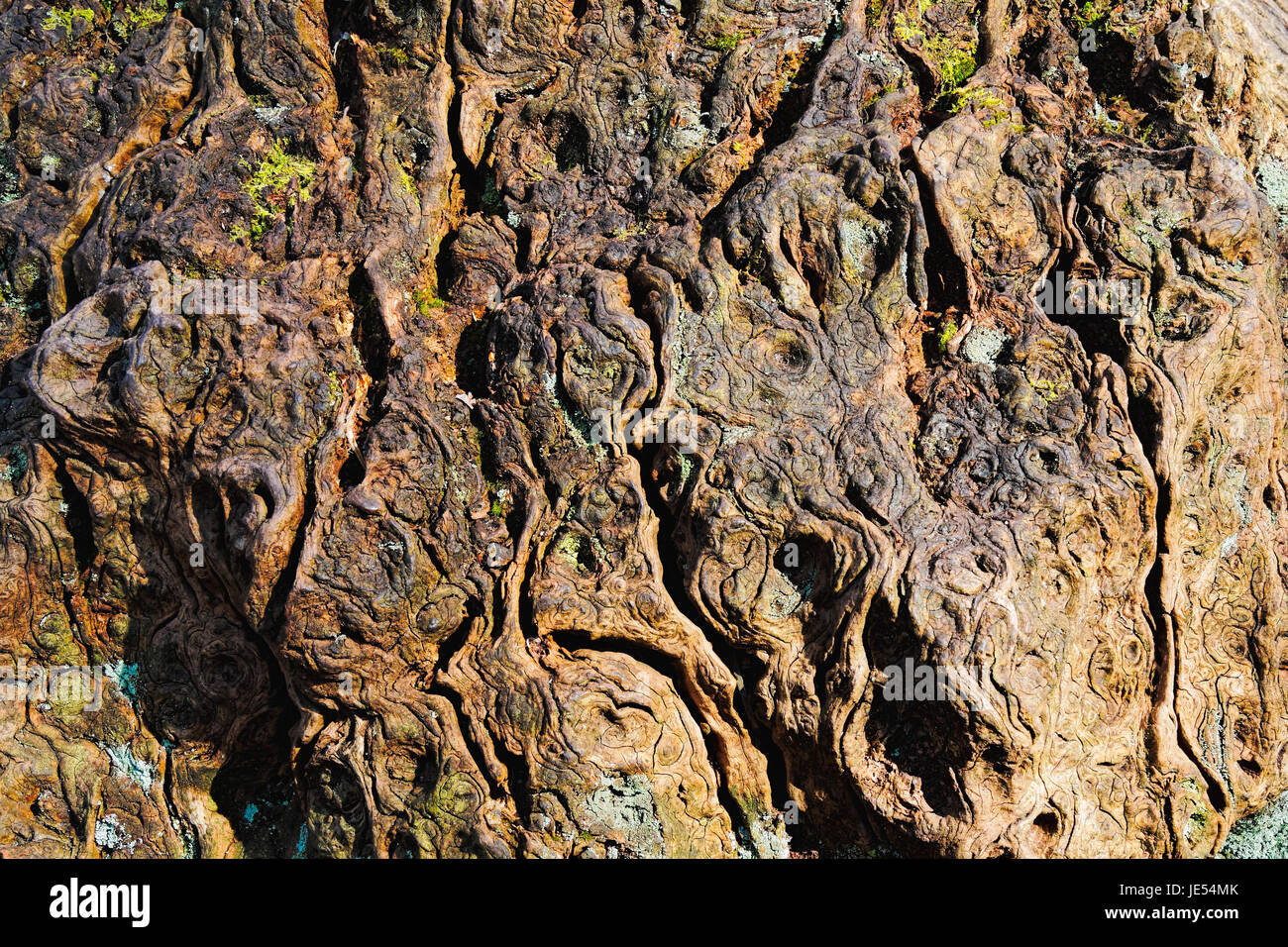 The pockmarked bark of an ancient oak tree Stock Photo - Alamy