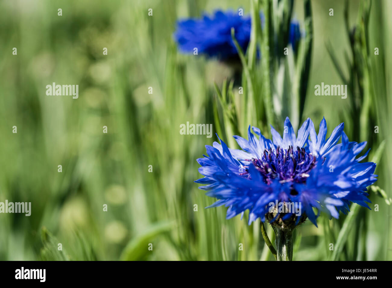 The corn flower is an annual flowering plant, which grows as weed in ...