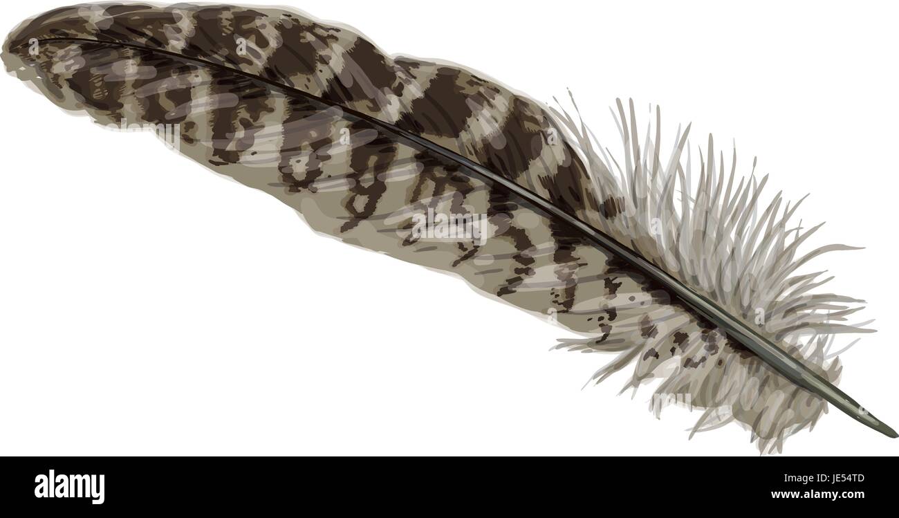 Pheasant detail Stock Vector Images - Alamy