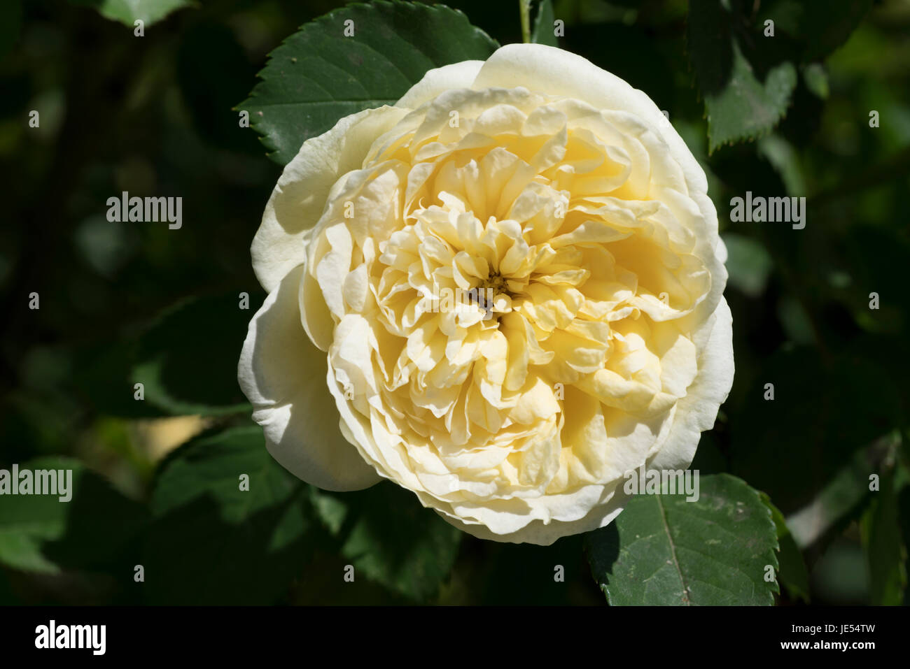 David austin rose garden pilgrim hi-res stock photography and images ...
