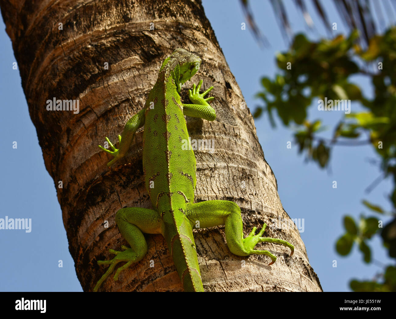 Iguana climbing on tree hi-res stock photography and images - Alamy