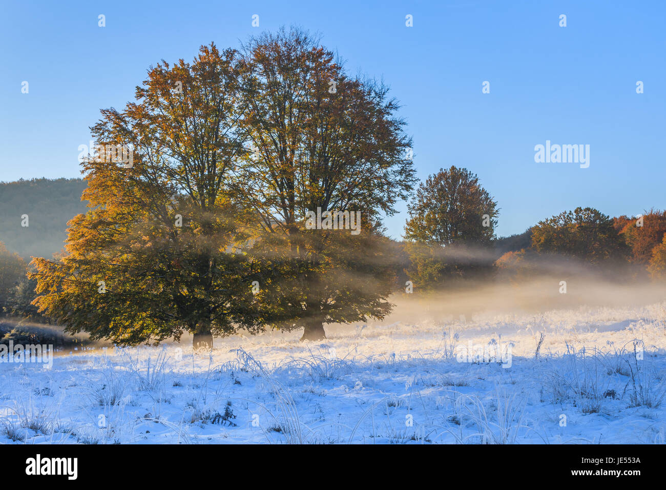 forest landscape from the autumn in winter Stock Photo - Alamy