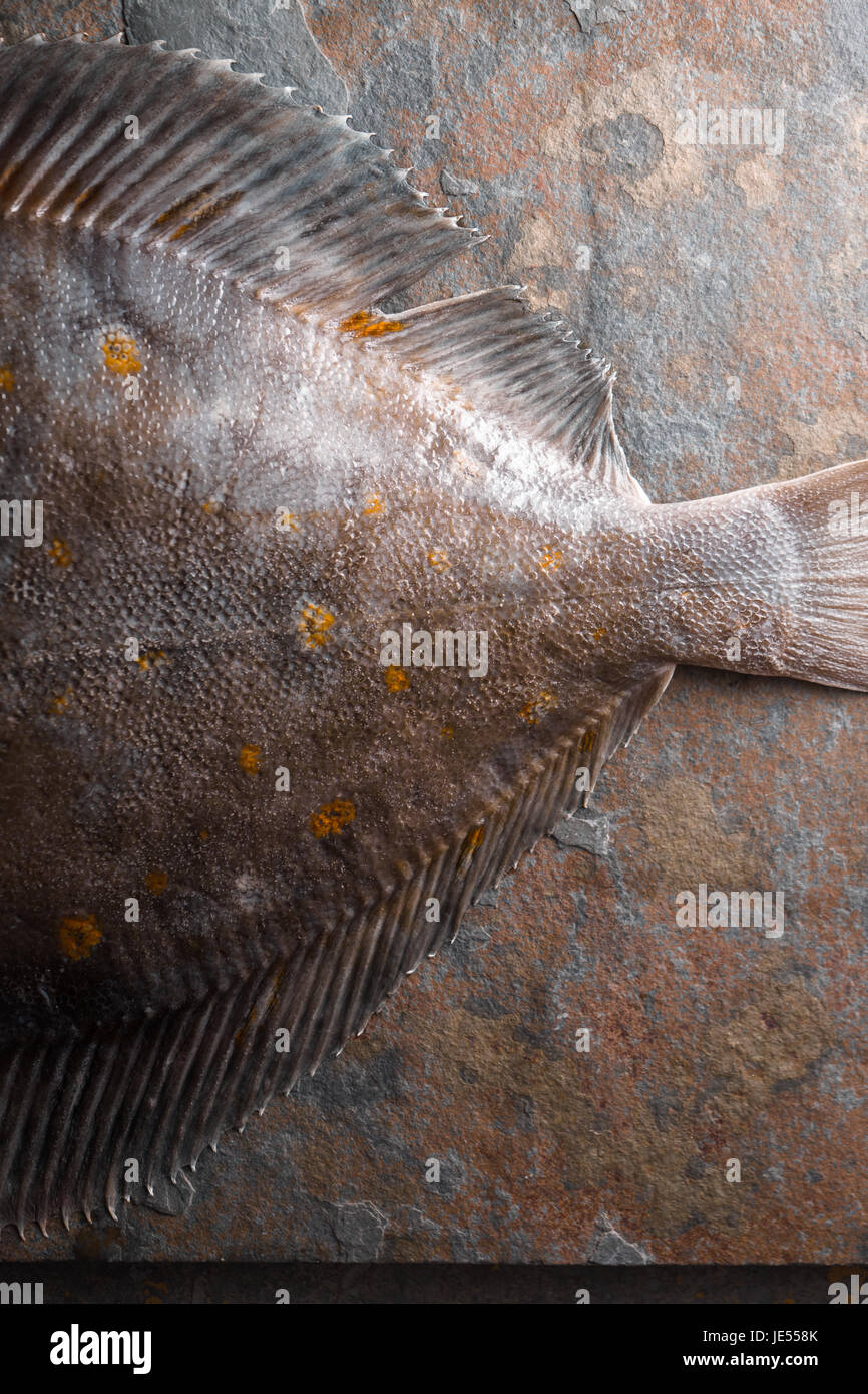 Raw flounder fish on the stone background vertical Stock Photo - Alamy