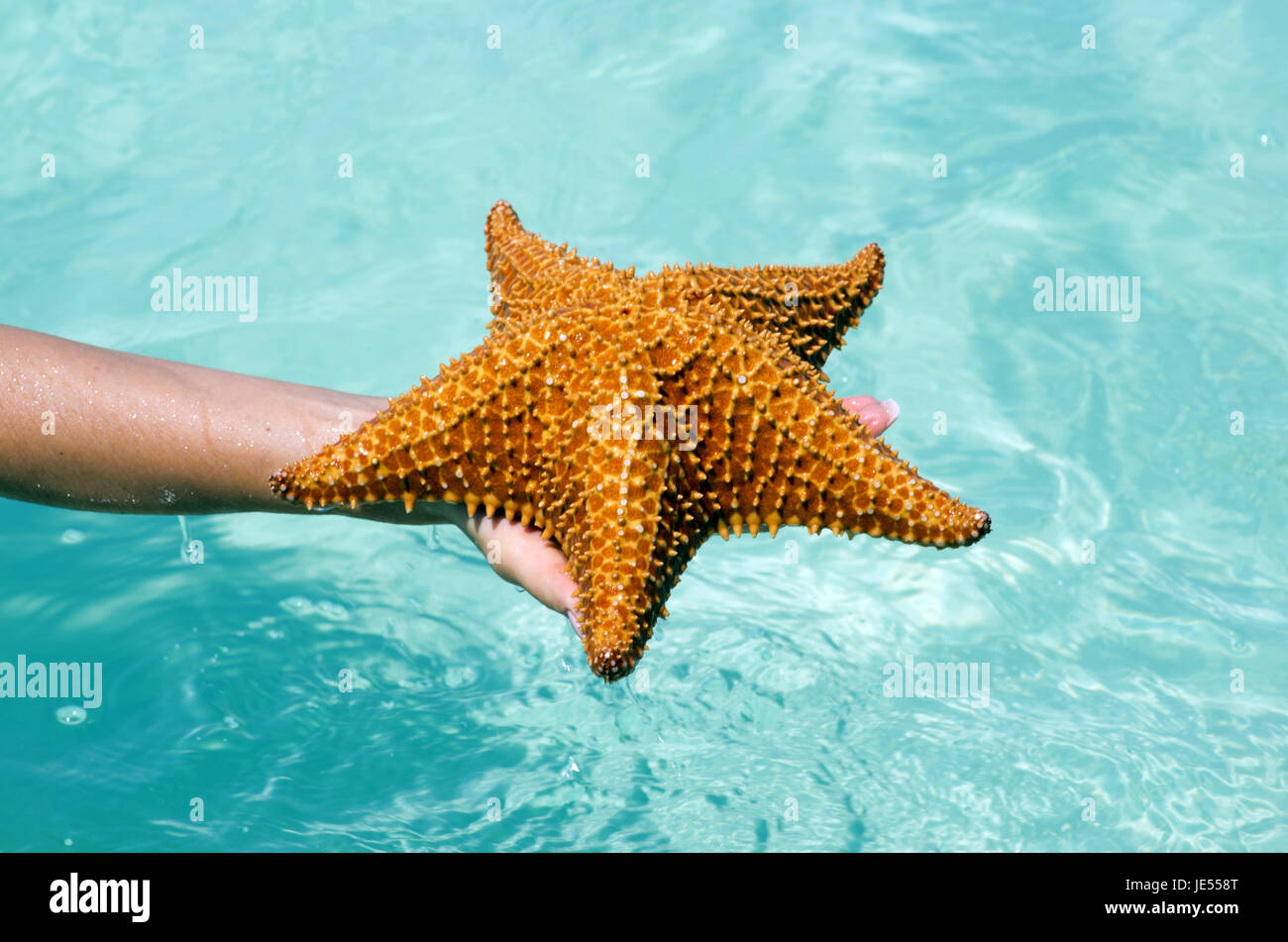 Starfish in hand in sea Stock Photo - Alamy