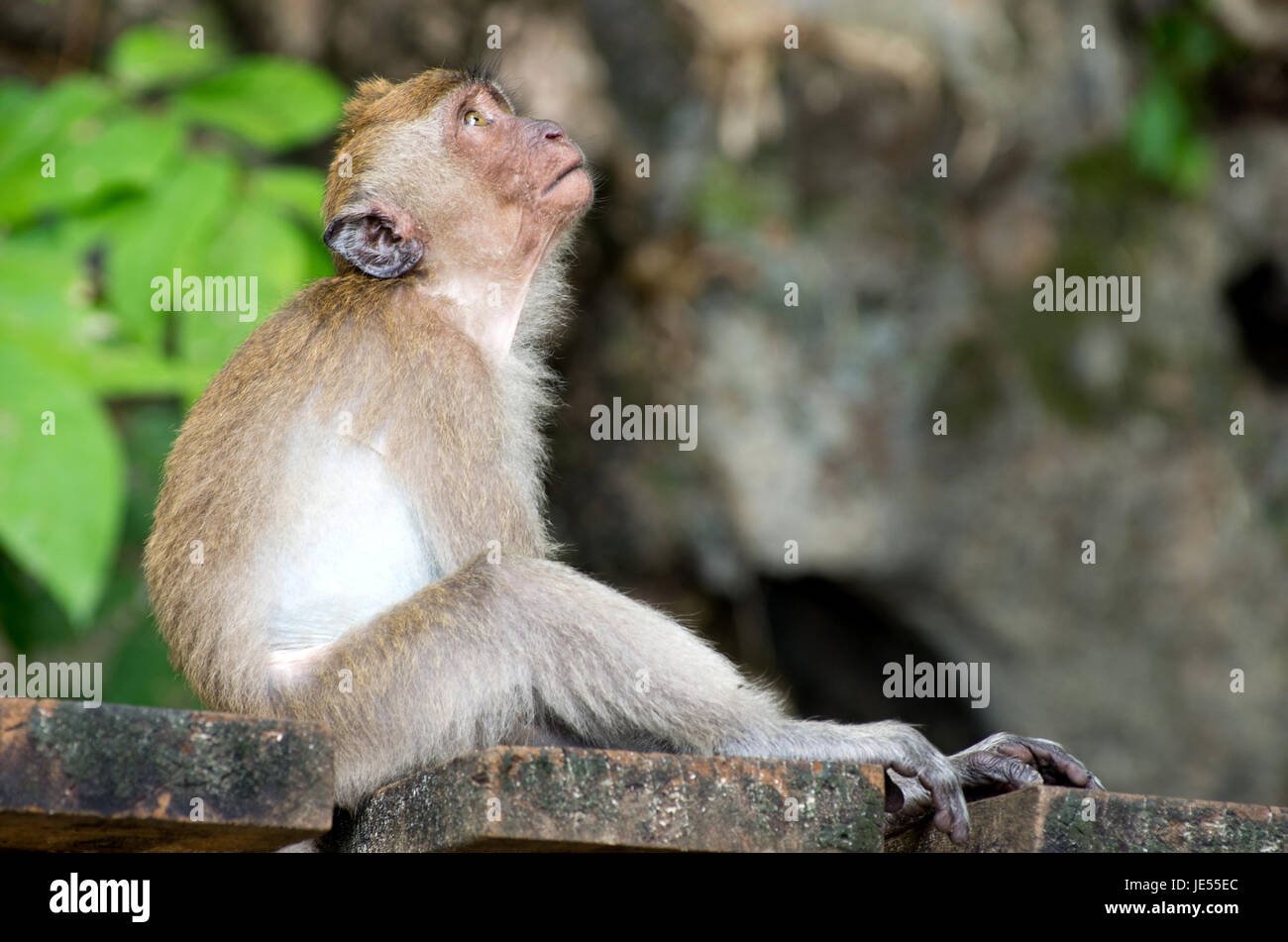 monkey sitting on the tree Stock Photo - Alamy