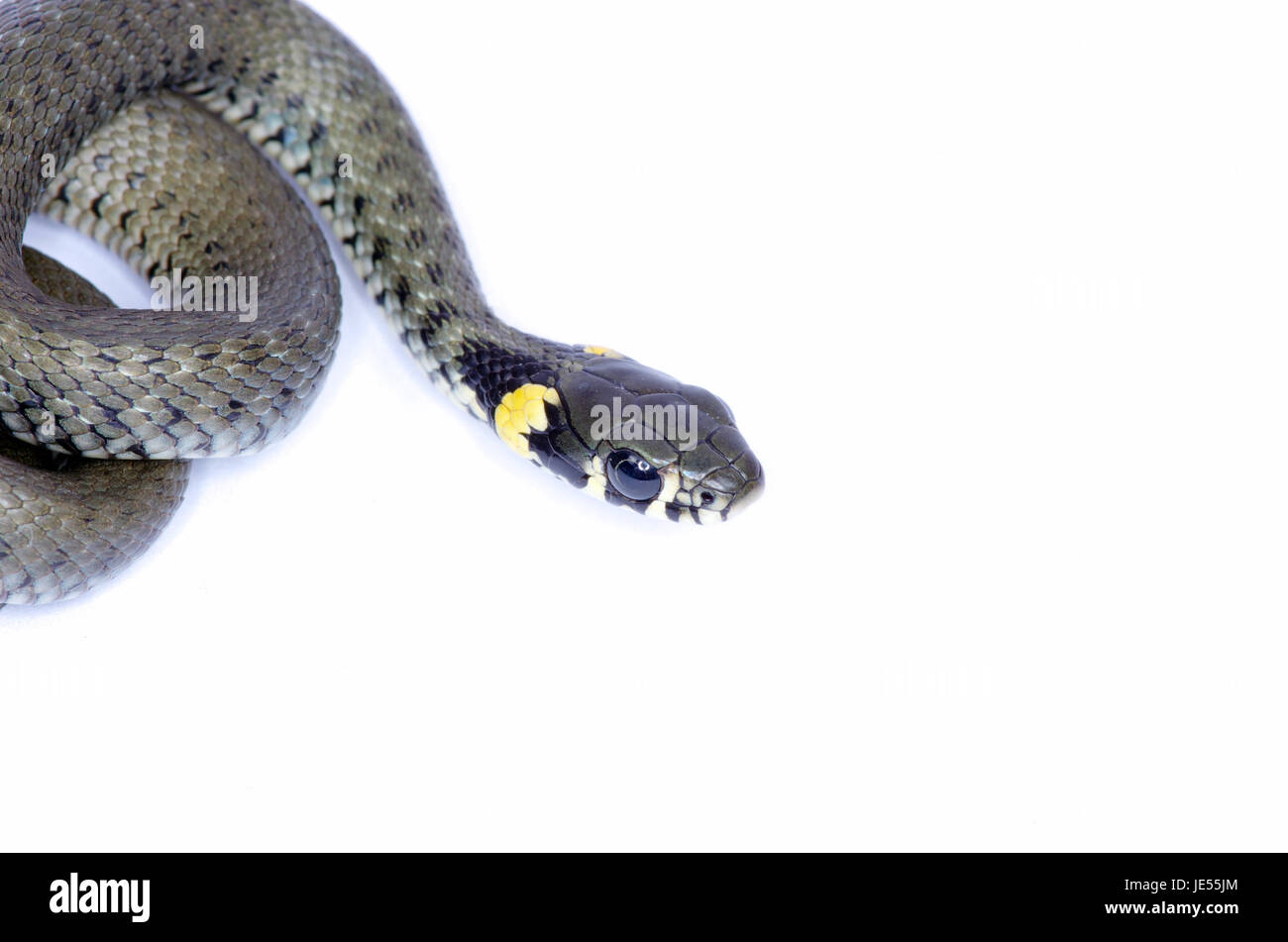 snake isolated on white background Stock Photo - Alamy