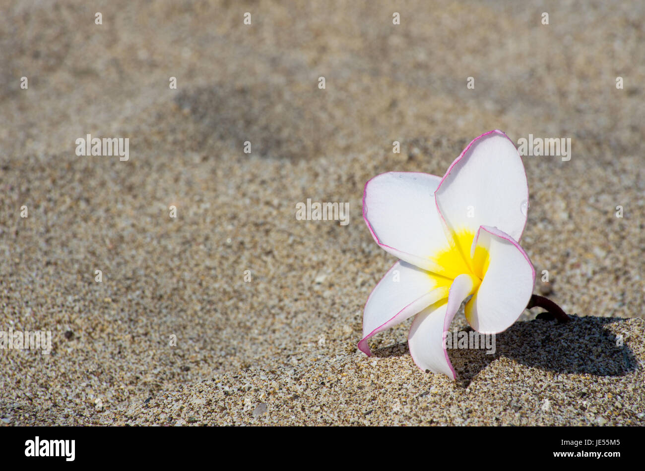 flowers Plumeria alba on the sandy Stock Photo - Alamy