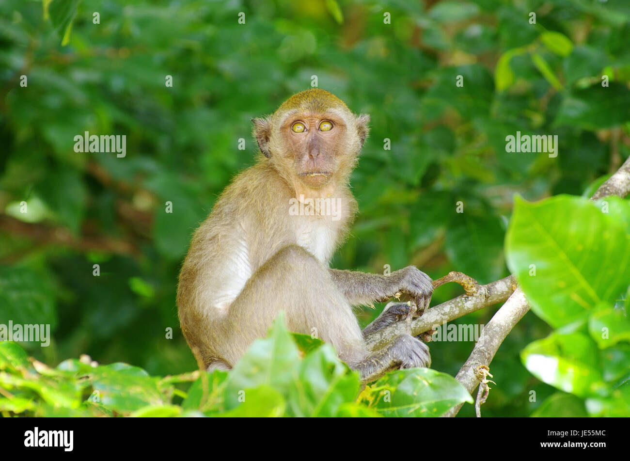 monkey sitting on the tree Stock Photo - Alamy