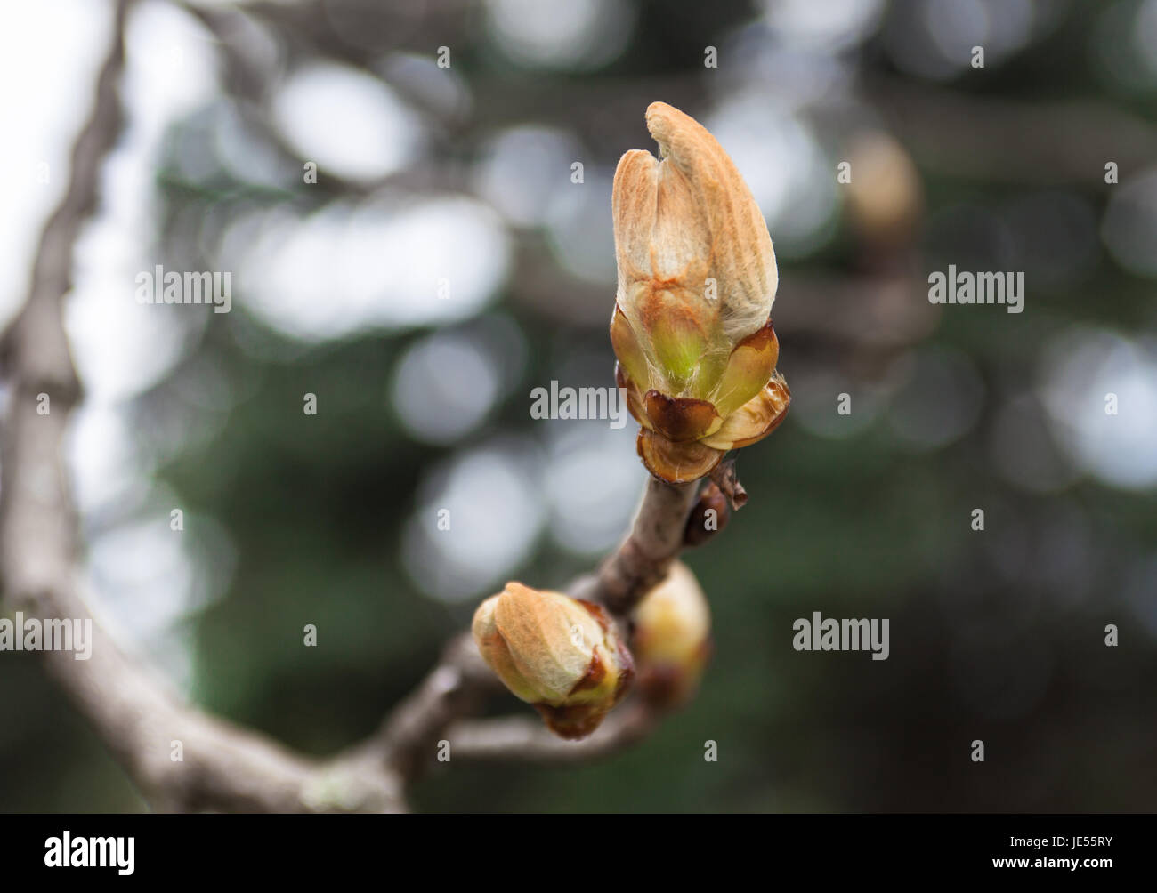 Tender bud of the European chestnut tree Stock Photo - Alamy