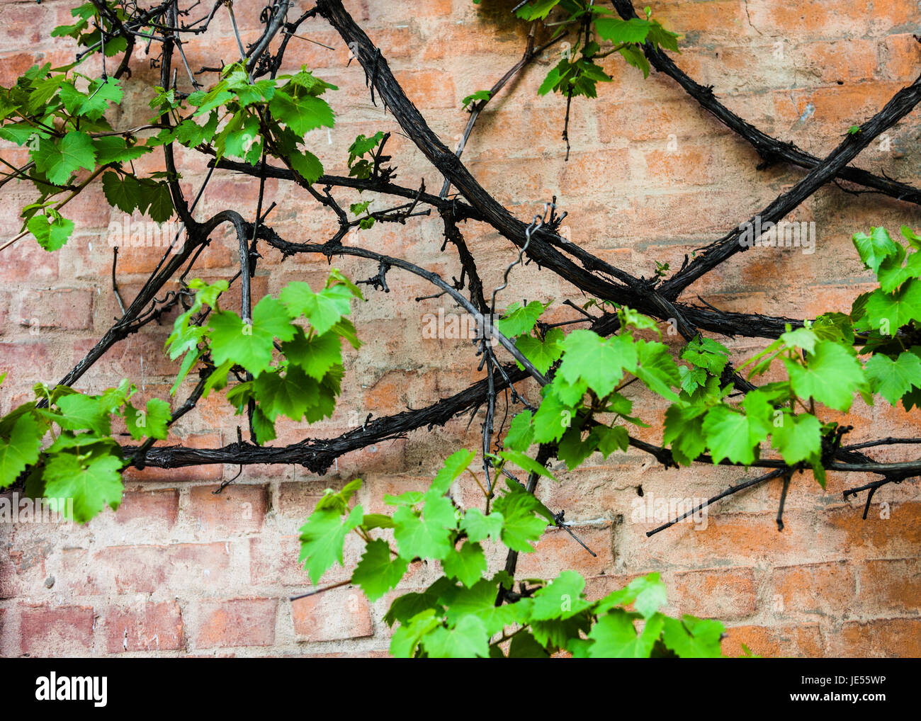 Surface grapevine foliage hi-res stock photography and images - Alamy