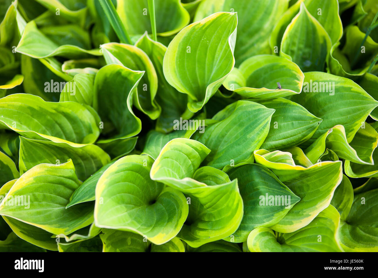 Close up of the hosta green leaves Stock Photo - Alamy