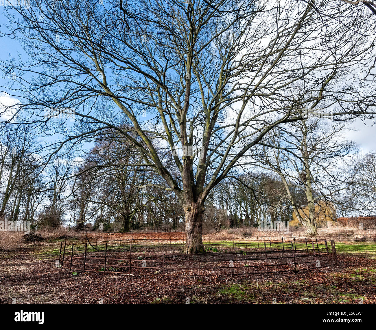 Trees at Malton Castle gardens Stock Photo - Alamy