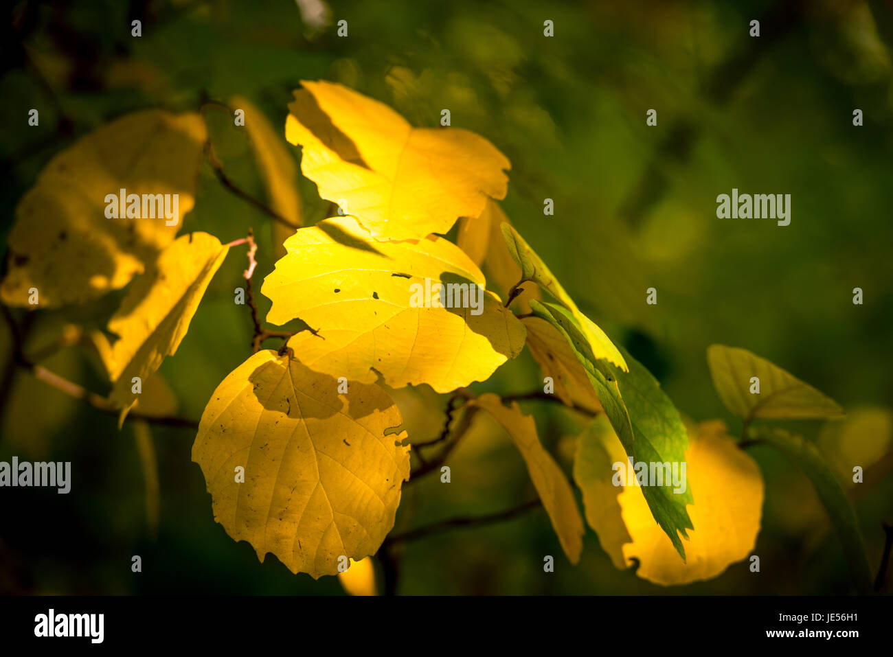 Herbst baum laub wiese sonne hi-res stock photography and images - Alamy