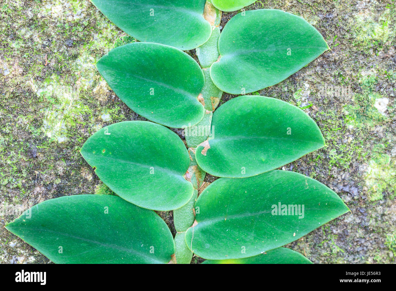 Small leaves plant climbing on the tree in forest Stock Photo - Alamy