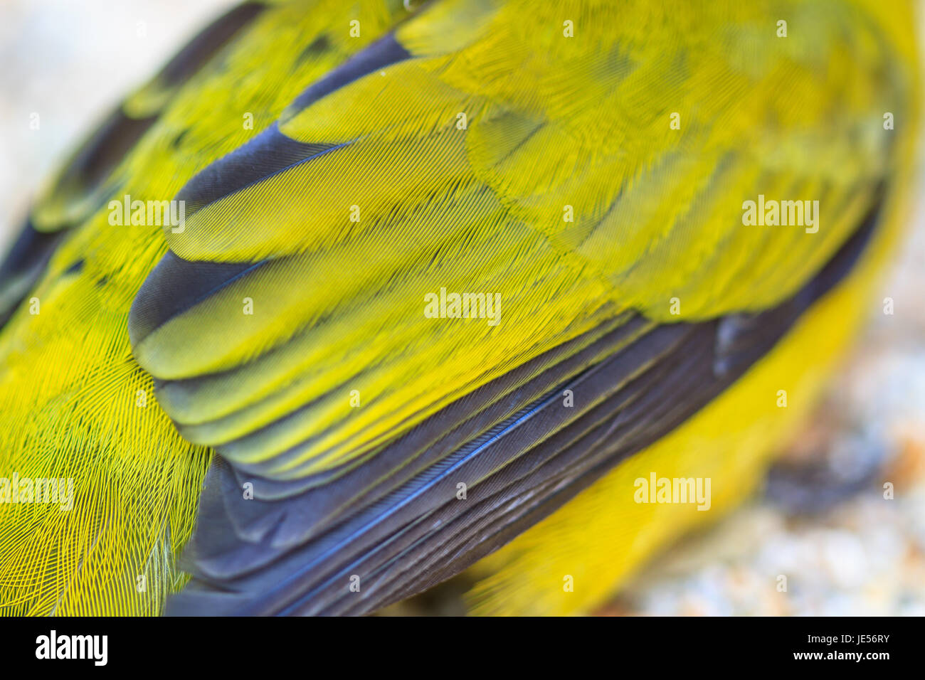 feather of Black-headed Bulbul, Pycnonotus atriceps close up Stock ...
