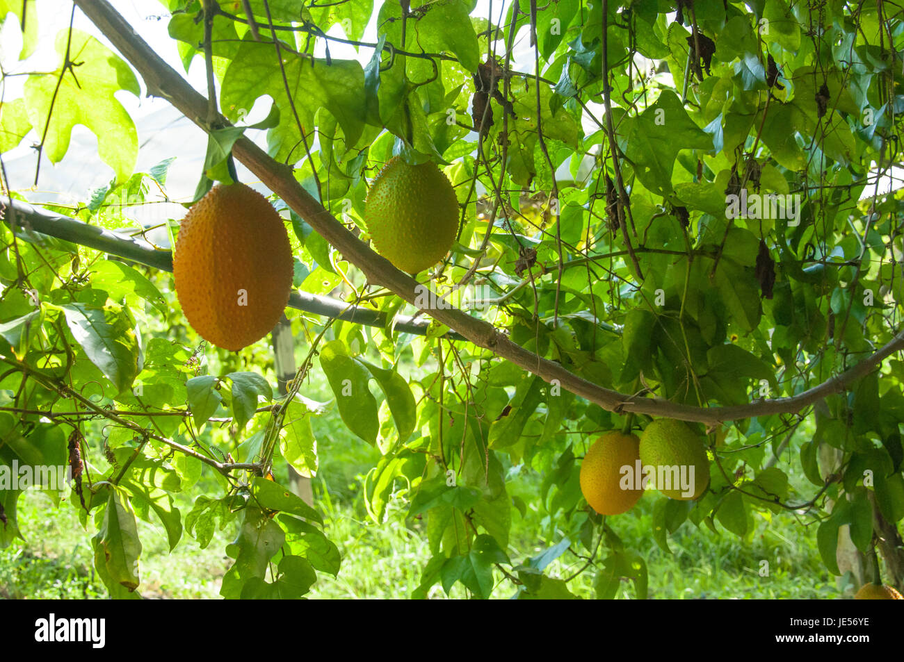 Gac fruit as as Baby Jackfruit, Spiny Bitter Gourd, Sweet Gourd, or ...