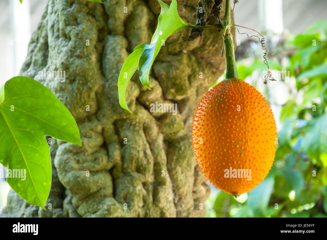 Gac fruit as as Baby Jackfruit, Spiny Bitter Gourd, Sweet Gourd, or ...