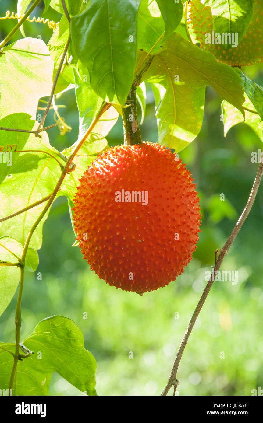 Gac fruit as as Baby Jackfruit, Spiny Bitter Gourd, Sweet Gourd, or ...