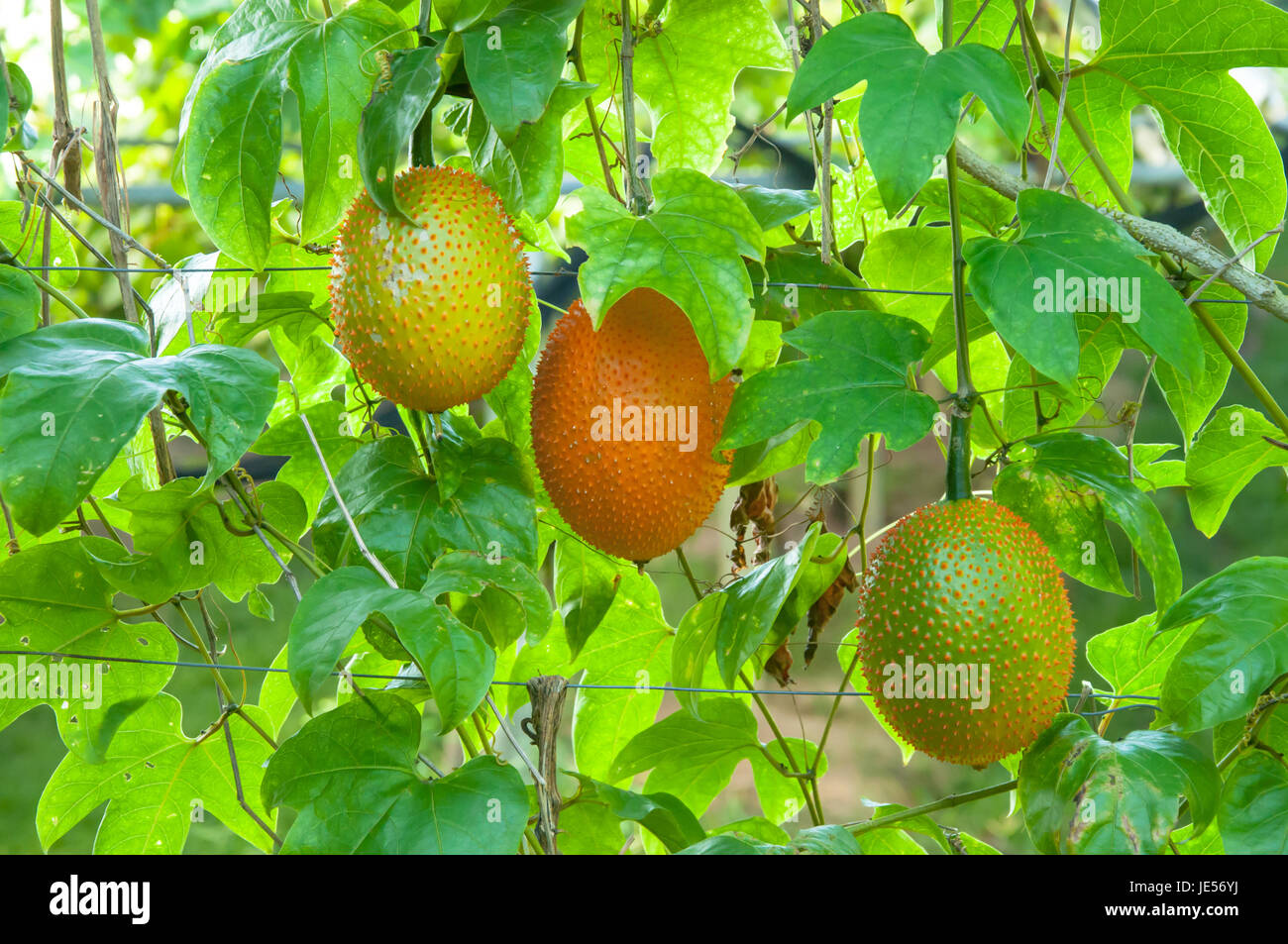 Gac fruit hi-res stock photography and images - Alamy