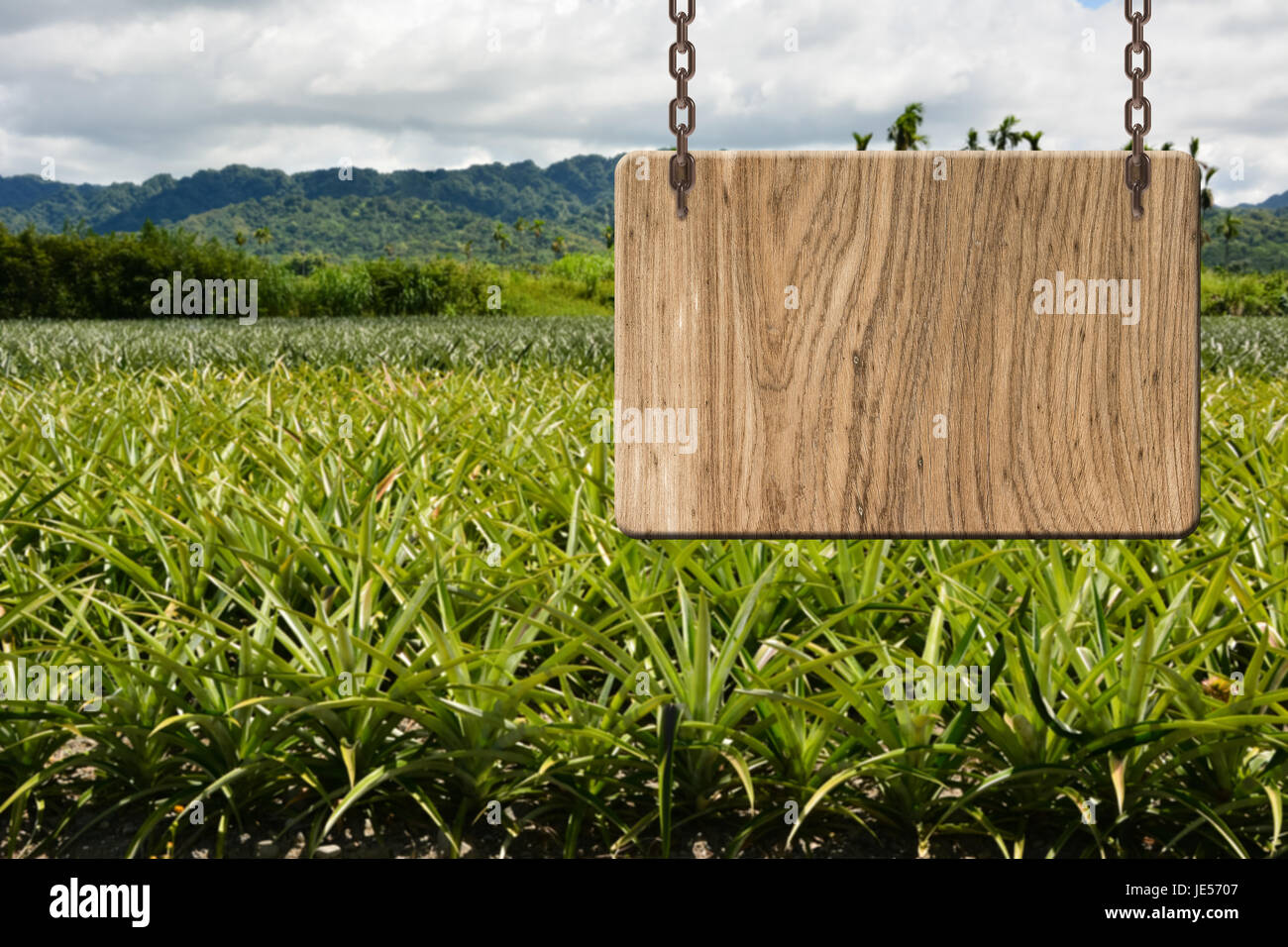 Blank wooden sign on field of pineapplef arm. Concept of rural, idyllic ...